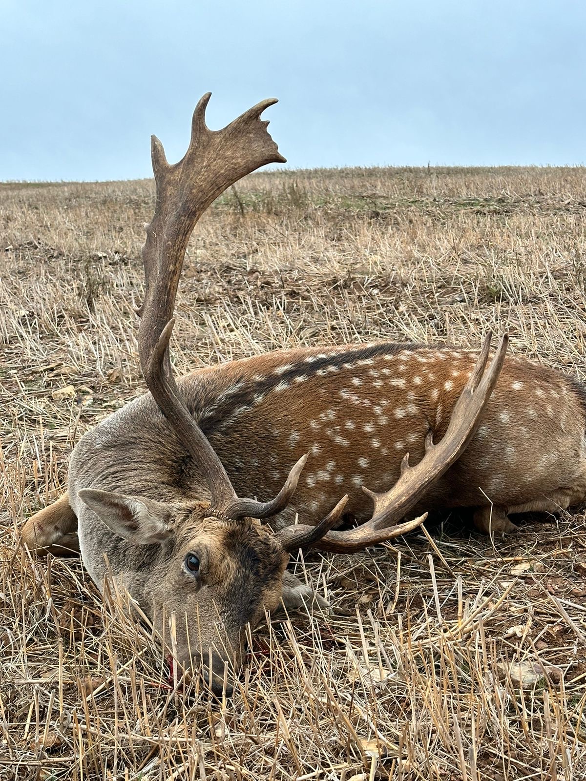 Hunting Gallery - NARFO
